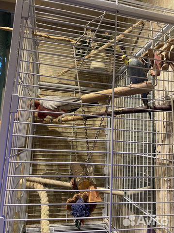 Какаду и Волнистик