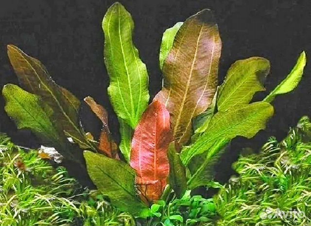 Аквариумное растение Эхинодорус Медведь