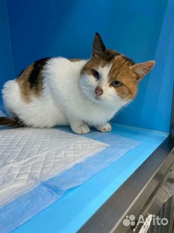 Мурка ищет дом