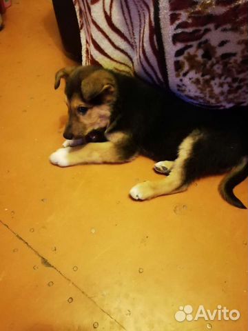 Собаки и щенки