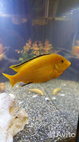 Аквариумные рыбы