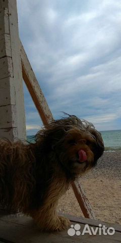 Вязка. Гаванский бишон