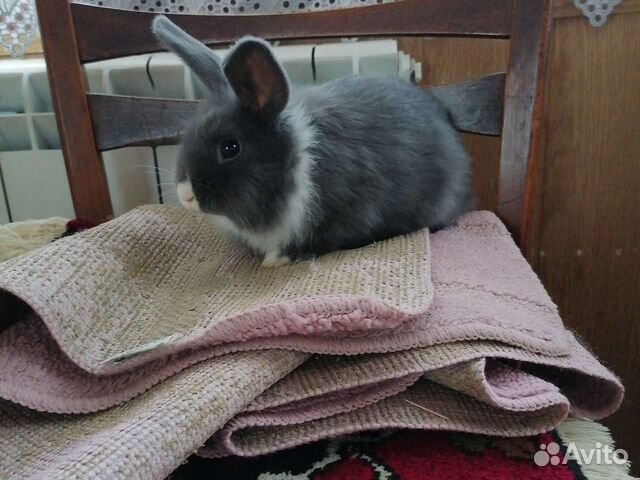 Декоротивный кролик