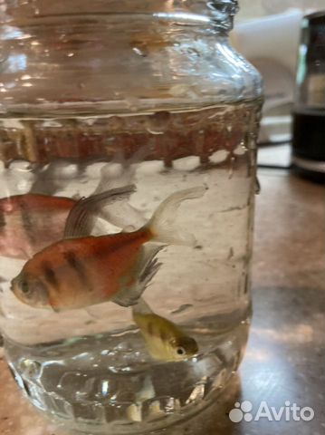 Аквариумные рыбки бесплатно