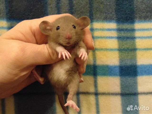 Крысы, крысята девочки дамбо - питомник, клетки