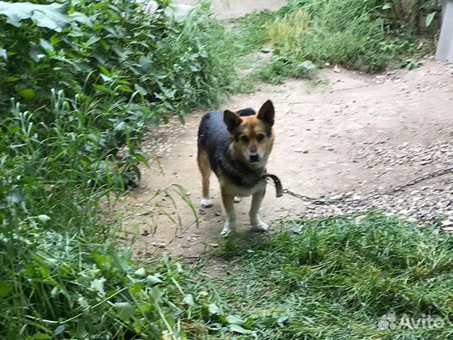 Собака в добрые руки