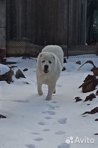 Щенок алабай. сао