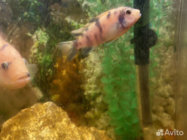 Рыба мармеладные зебры