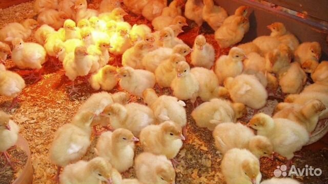 Индюшата птенцы индейки хайбрид Биг-6 Бронза 708