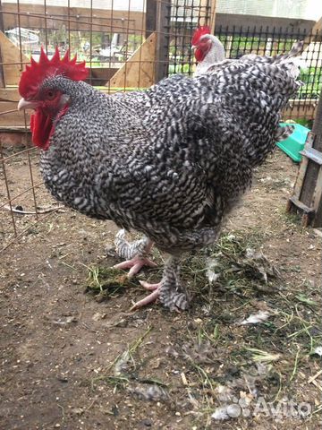 Петух мехеленской кукушки