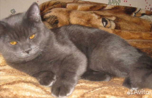 Кот британец бесплатно