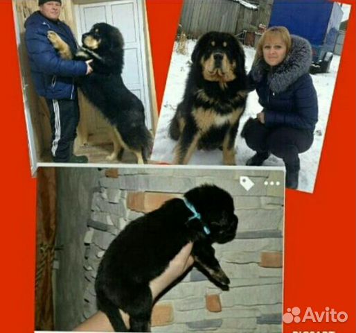 Щенки тибетского мастифа