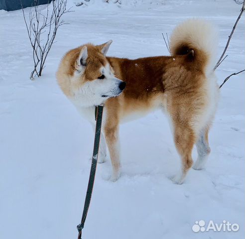 Акита ину вязка