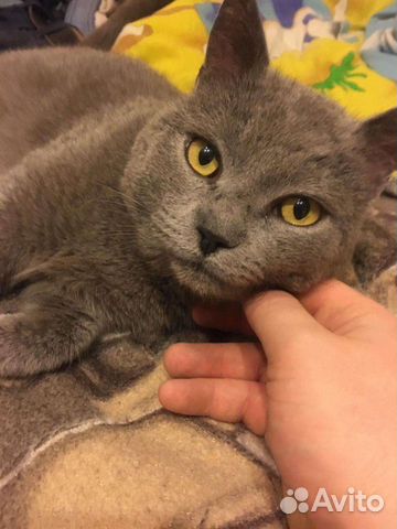 Британец Сашка