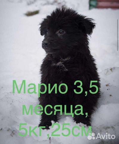 Пушистое чудо щенок, будет ниже колена