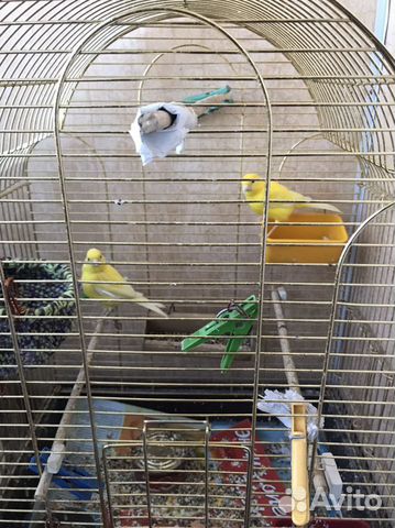 Кенара и канарейки