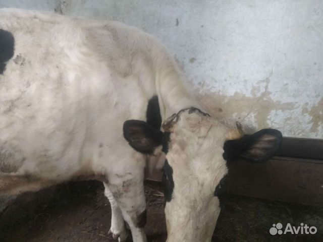 Корова Голштинка