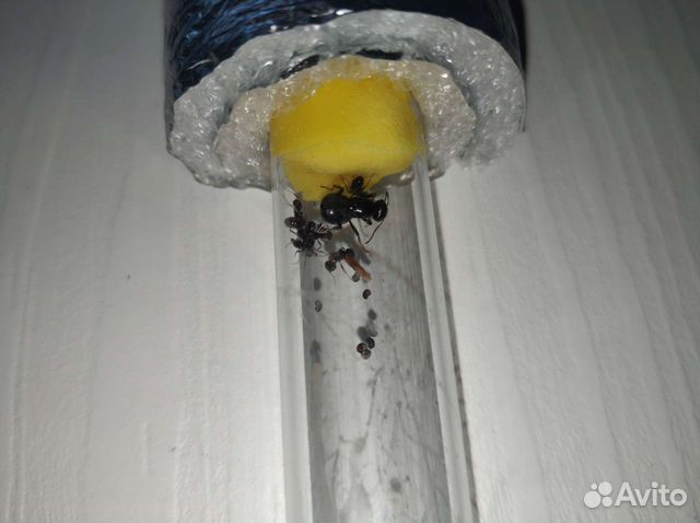 Муравьи messor barbarus красноголовый жнец
