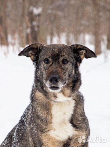 Собака из приюта Агата в добрые руки