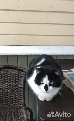 Очень ласковый молоденький кот