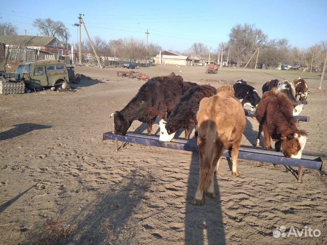 Коровы с телятоми молодняк