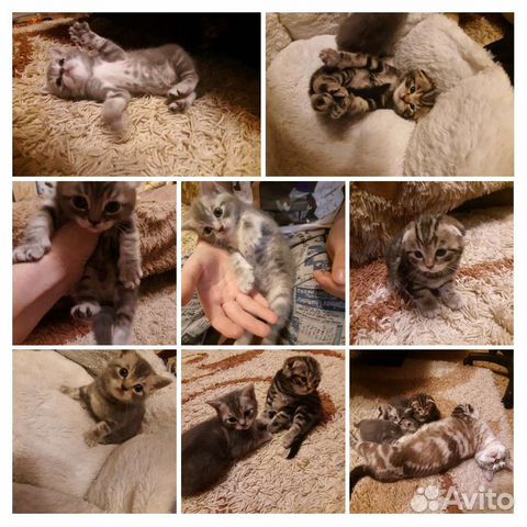 Шотландские котята