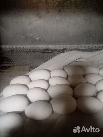 Продаю линдовских гусей