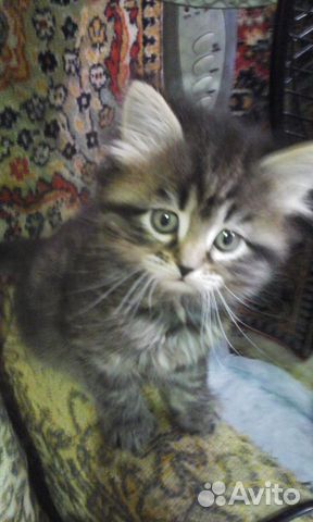 Котята ждут своего хозяина