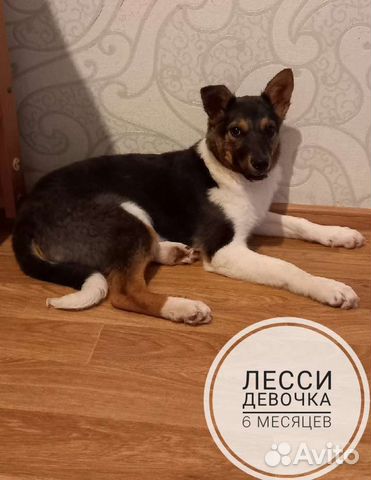 Щенок, Лесси девочка 6 мес