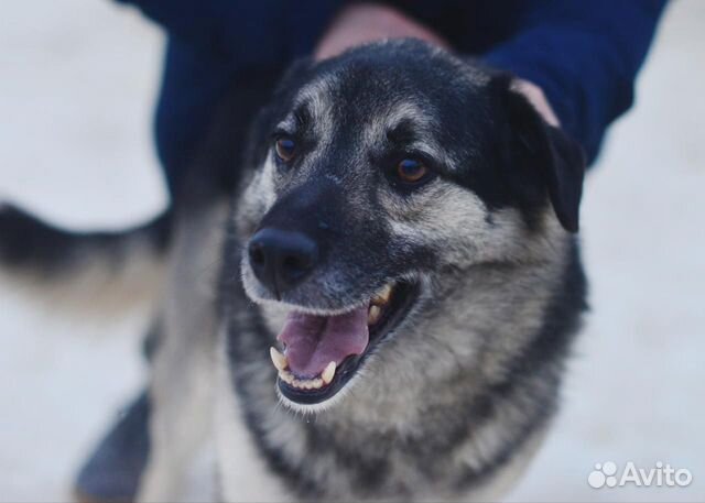 Красавец Марк ищет дом