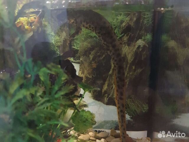 Тритон и Лягушка