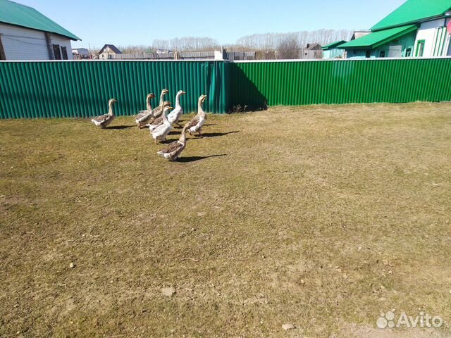 Гуси Холмагоры на племя