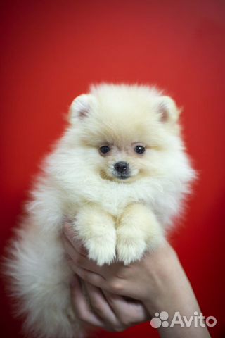 Мини померанские шпицы белого окраса