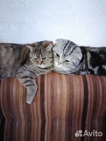 Вислоухое счастье