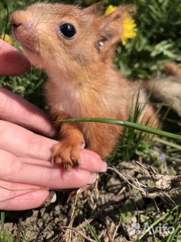 Бельчата. Есть ручные