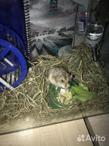 Джунгарский хомяк с аквариумом