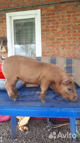 Поросята дюрок чистопородные