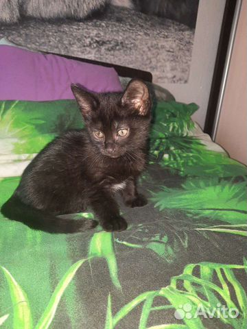 Кошки в добрые руки бесплатно