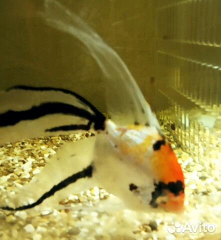 Скалярии крупные домашние