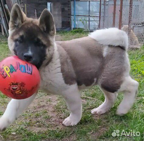 Американчики