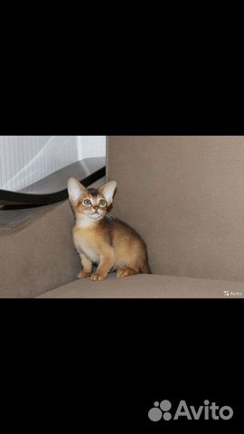 Абисинский котенок