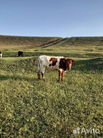 Продаются коровы и телята