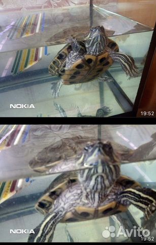 Черепаха сухопутная бесплатно