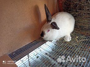 Калифорнийские кролики