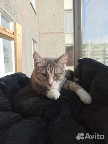 Кошка Корица
