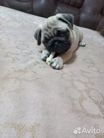 Щенки мопса РКФ