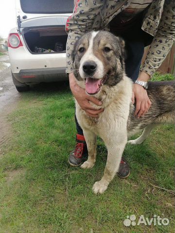 Собака ищет дом