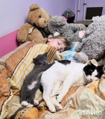 Нежный и уютный котик