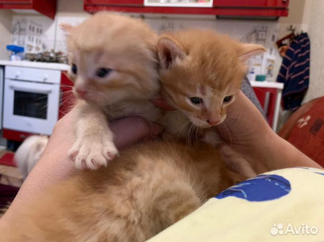 Котята золотые от кошки- крысыловки. Принесут бога