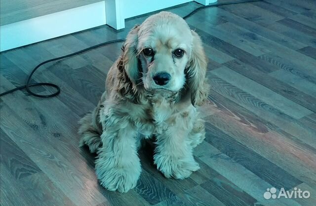 Американский кокер спаниель